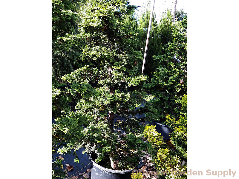 Chamaecyparis obtusa 'Compacta' – Oriental Garden Supply
