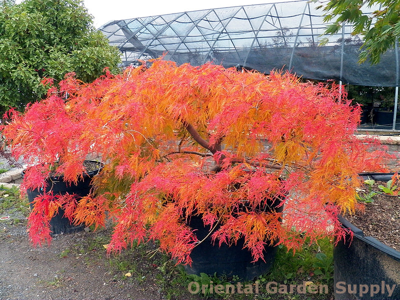 Acer palmatum dissectum 'Viridis' – Oriental Garden Supply