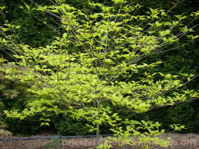 Cornus kousa chinensis 'Lemon Ripple' – Oriental Garden Supply