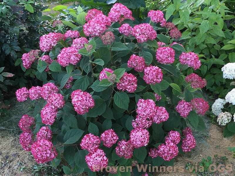 Hydrangea arborescens 'Invincibelle Ruby' – Oriental Garden Supply